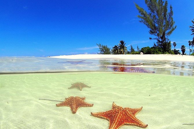 Starfish and Stingray City Fun Tour with Reef Snorkeling- 3 stops - The Practical Side: What You Need to Know