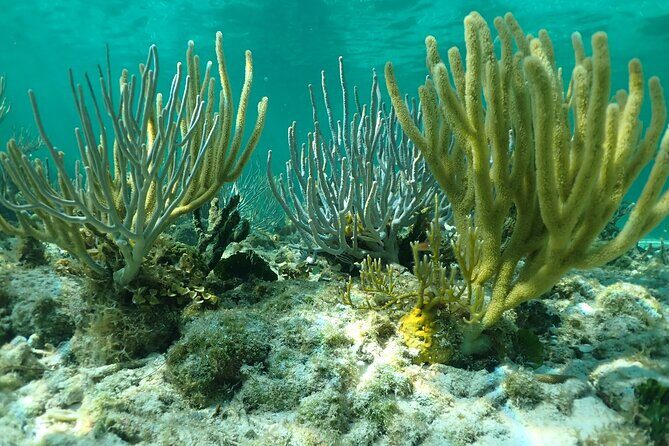 Starfish Point, Stingray City & Coral Garden (3-STOP Adventure) - What to Pack and Prepare