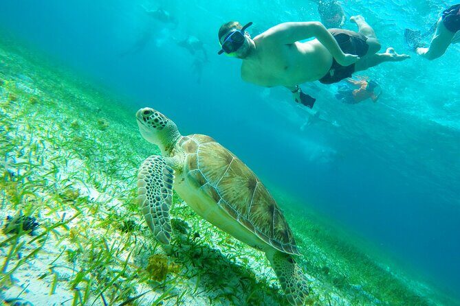 Starfish, Stingrays and the Turtle Sanctuary Snorkeling Tour - Exploring the Itinerary: What You Can Expect