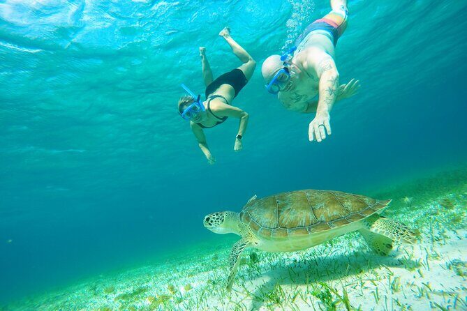 Starfish, Stingrays and the Turtle Sanctuary Snorkeling Tour - The Sum Up