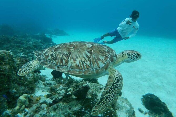 Starfish, Stingrays and the Turtle Sanctuary Snorkeling Tour - Frequently Asked Questions
