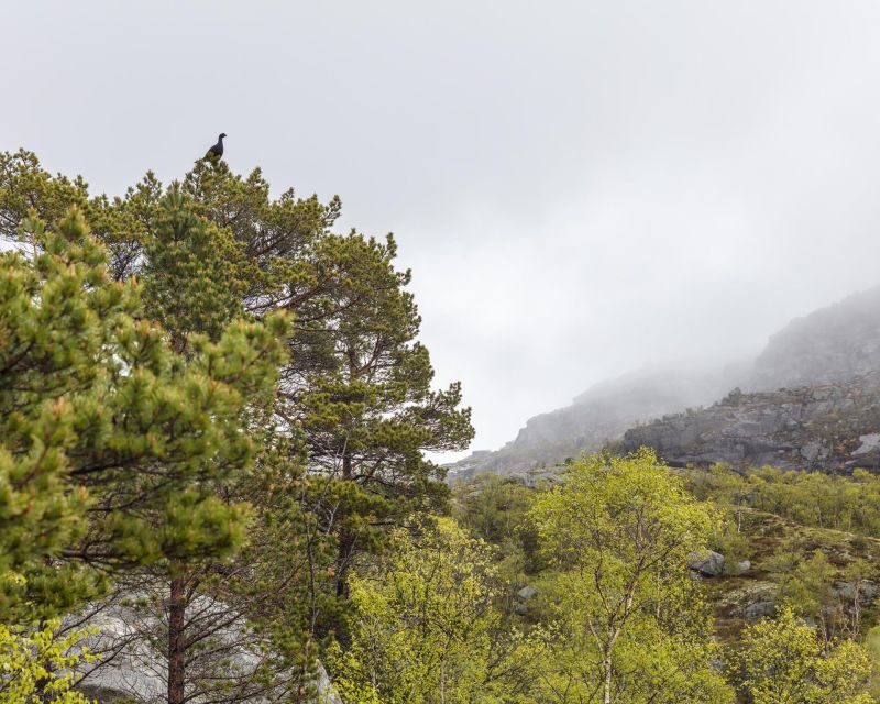 Stavanger: Preikestolen Hidden Trail Hike + Canoe + Lunch - What Makes This Tour Stand Out?
