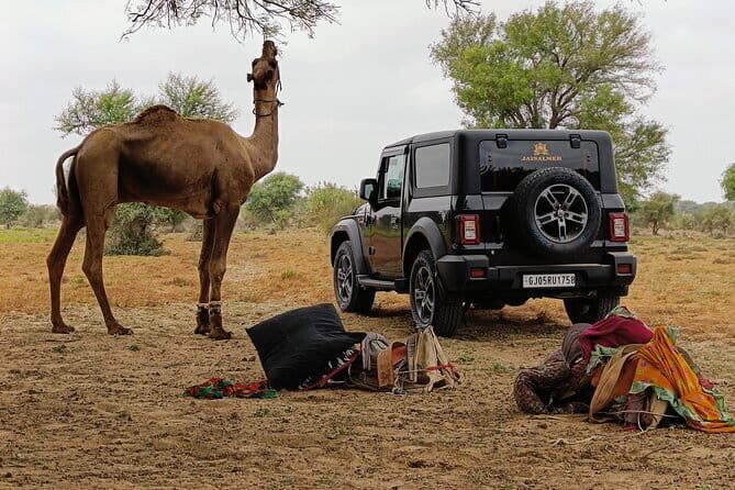 Stay Under The Billions Stars Overnight Camel Safari Tour - The Sum Up