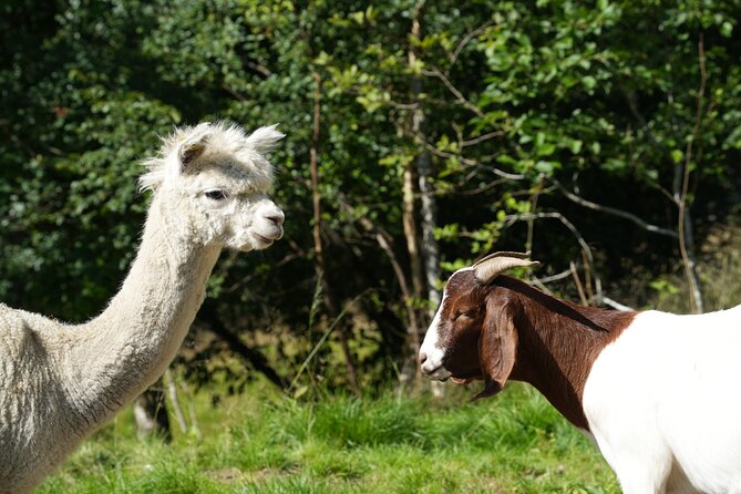 Steim Farm Experience in Vik, Norway - Who Should Consider This Tour?
