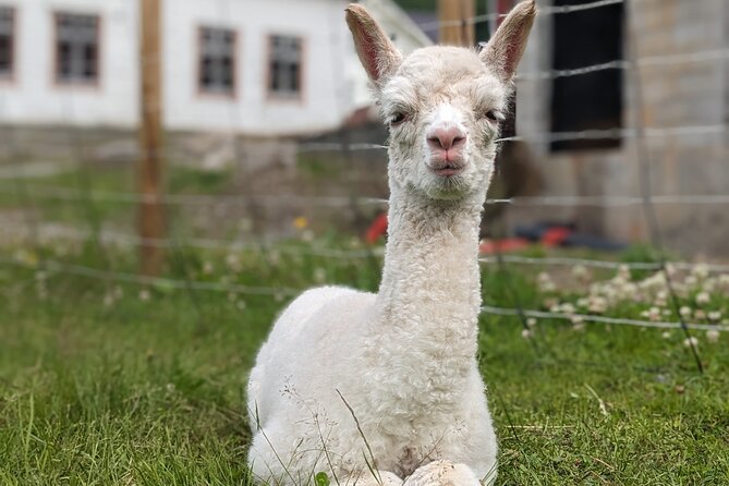 Steim Farm Experience in Vik, Norway - FAQ