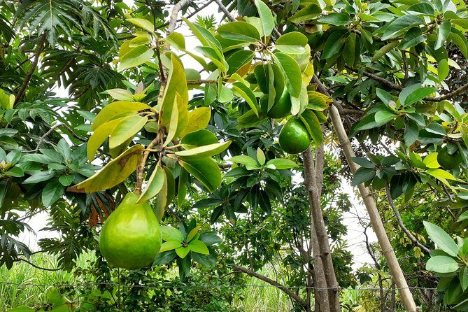 Stepping High Mountain Rastafari Herbs Tour - A Deep Dive into the Experience