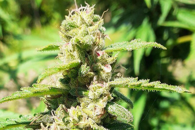 Stepping High Mountain Tour and Blue Hole Mineral Spring from Montego Bay - Key Points