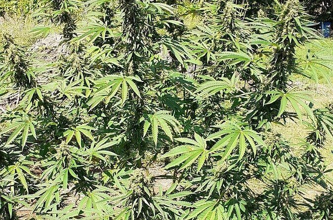 Stepping High Mountain Tour and Blue Hole Mineral Spring from Negril - Who Should Consider This Tour?