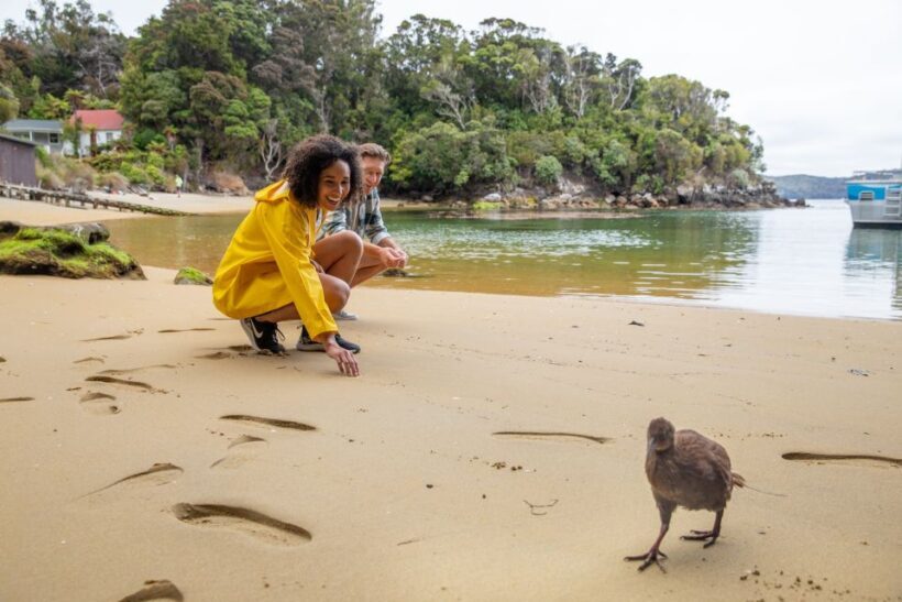 Stewart Island: Ulva Island Guided Wilderness Walk & Cruise - What to Expect: A Step-by-Step Experience