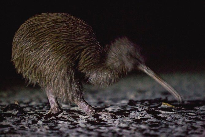 Stewart Island Wild Kiwi Experiences - An In-Depth Look at the Wild Kiwi Experiences Tour
