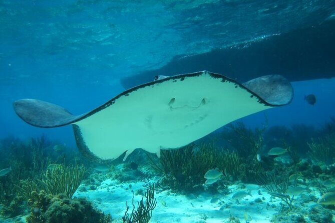 Stingray City Experience Plus One Snorkeling Stop - Final Thoughts: Is It Right for You?