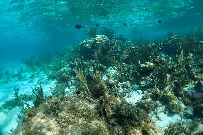 Stingray City Sandbar, Snorkel, Star fish Beach (Family operated) - Setting the Scene: What to Expect from the Tour