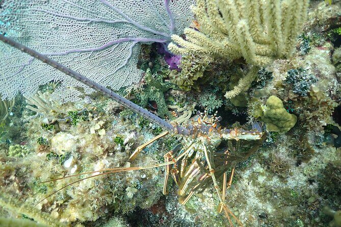 Stingray City Sandbar, Snorkel, Star fish Beach (Family operated) - Transportation and Group Size