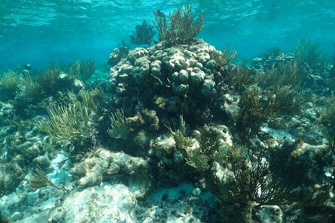 Stingray City Sandbar, Snorkel, Star fish Beach (Family operated) - Practical Tips for Travelers