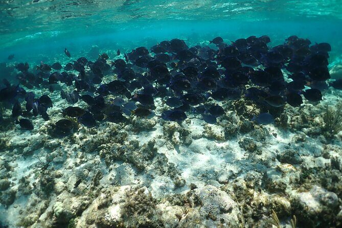 Stingray City Sandbar, Snorkel, Star fish Beach (Family operated) - Who Will Love This Tour