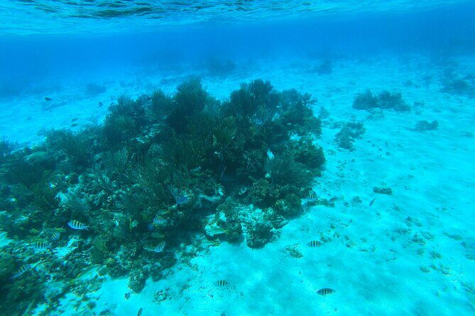 Stingray City, Star fish Point and Snorkeling Private Boat Tour - Lunch and Additional Stops