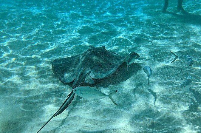 Stingray Sandbar, Snorkeling, and Starfish Point - The Value of This Tour