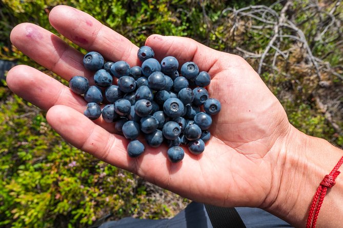 Stockholm Archipelago Tour by Kayak - Experience Highlights