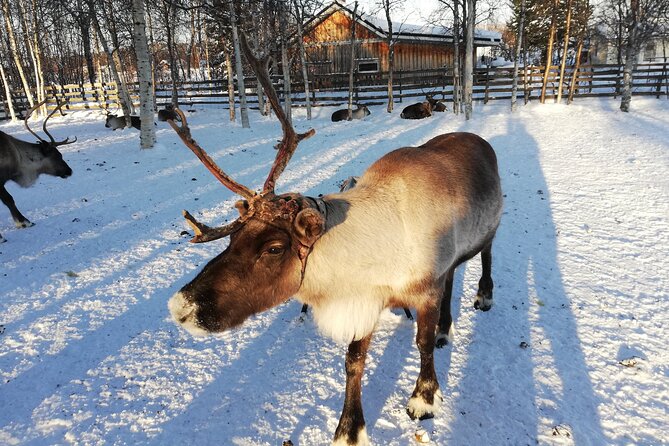 Stockholm Christmas Tour and Food Experience - Positive Reviews