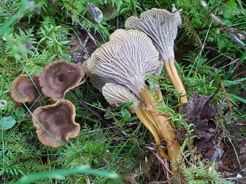 Stockholm, Mushroom and Wild Plant Foraging Tour with expert - Discover the Forests of Stockholm on a Foraging Adventure