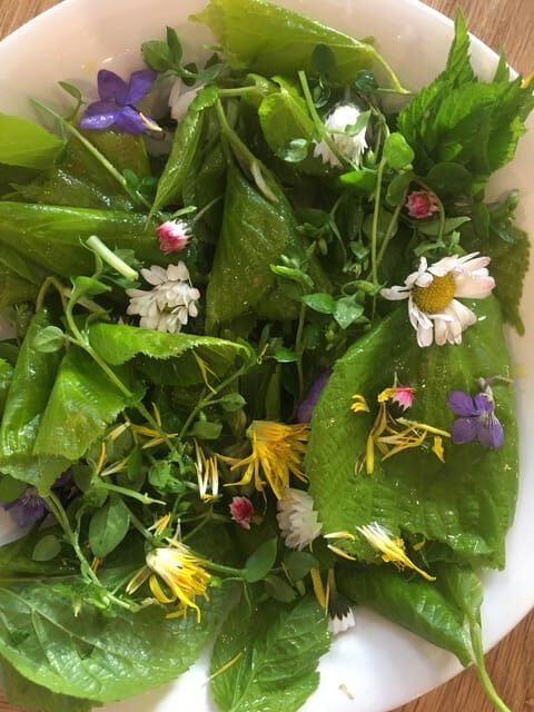 Stockholm, Mushroom and Wild Plant Foraging Tour with expert - Final Thoughts: Is This the Right Experience for You?