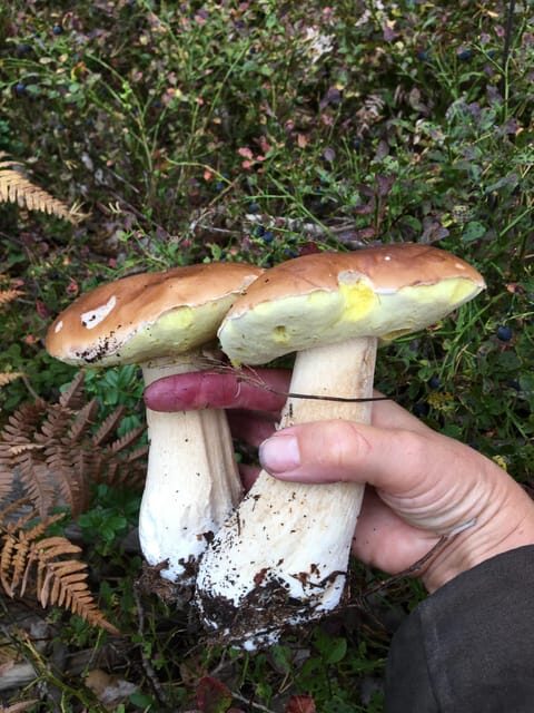 Stockholm, Mushroom and Wild Plant Foraging Tour with expert - FAQs
