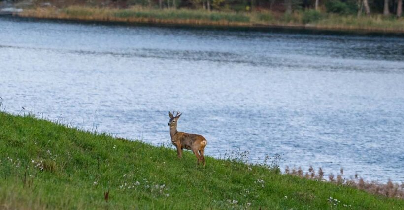 Stockholm: Wildlife Safari - Who Will Love This Safari?