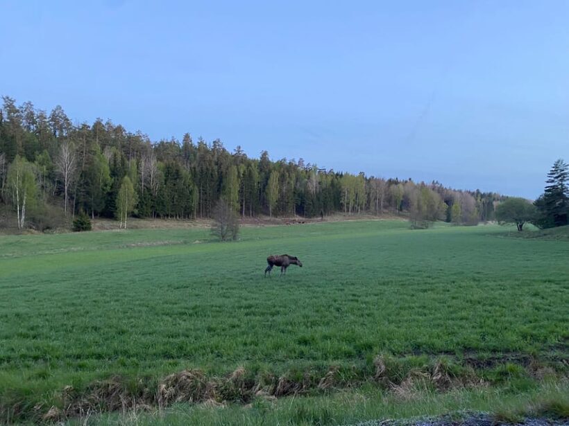 Stockholm: Wildlife Safari - The Sum Up
