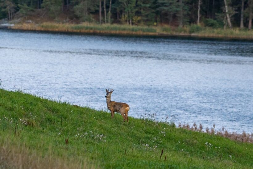 Stockholm: Wildlife Safari - FAQ
