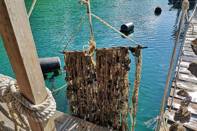 Ston Gastro Tour - FAQs