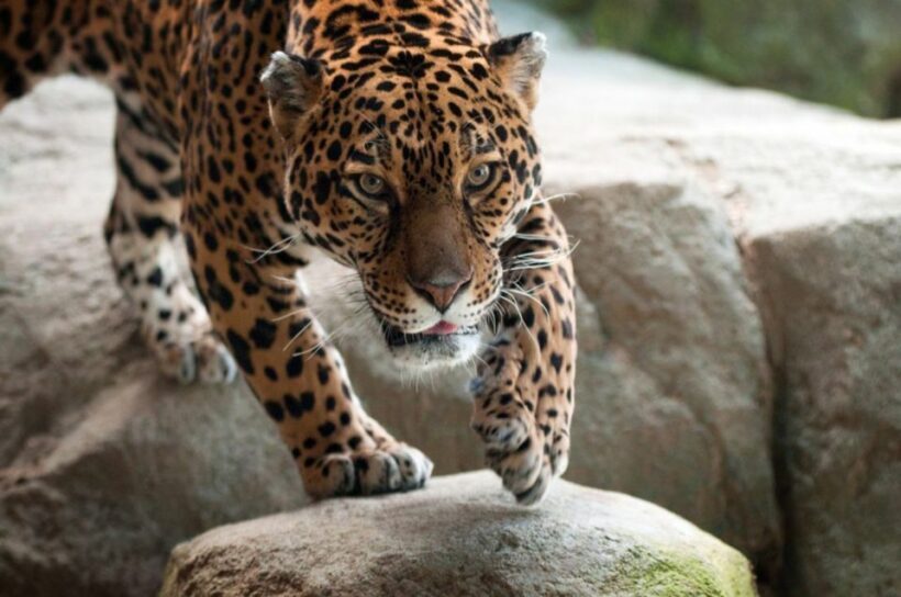 Stoneham, Massachusetts: Stone Zoo Entry Ticket - A Closer Look at Stone Zoo