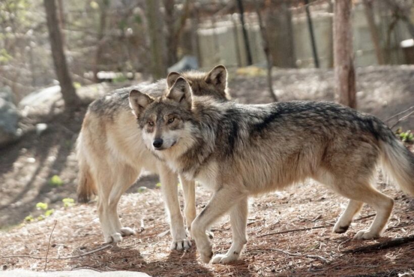 Stoneham, Massachusetts: Stone Zoo Entry Ticket - FAQ