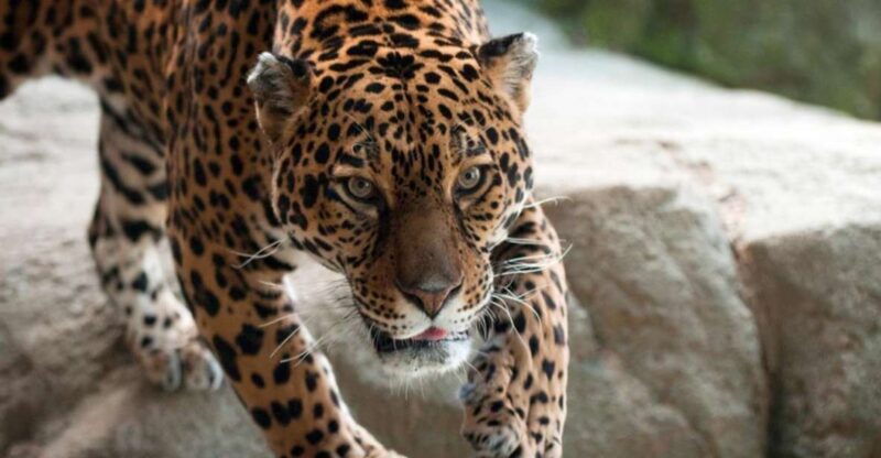 Stoneham, Massachusetts: Stone Zoo Entry Ticket - Final Thoughts: Is Stone Zoo Worth It?