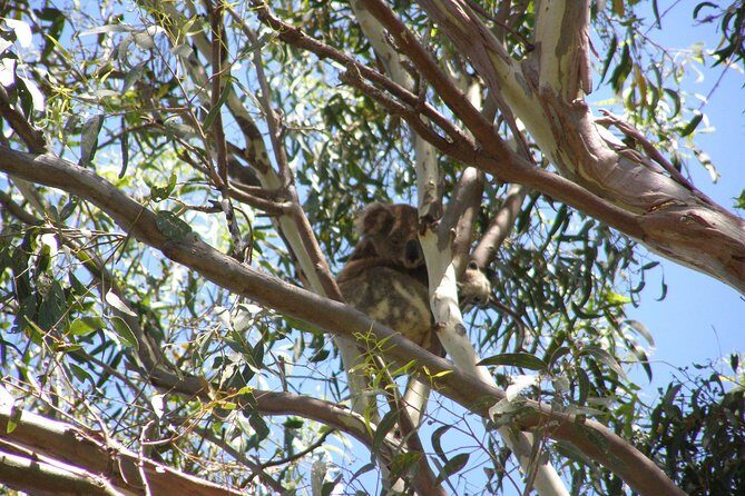 Stradbroke Island 4WD Day Trip from Brisbane - Is This Tour Worth It?