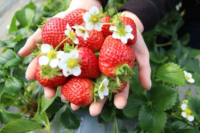 Strawberry & Nami Island & Garden Trip (+Opt Gangchon Railbike) - Authentic Experiences from Traveler Reviews