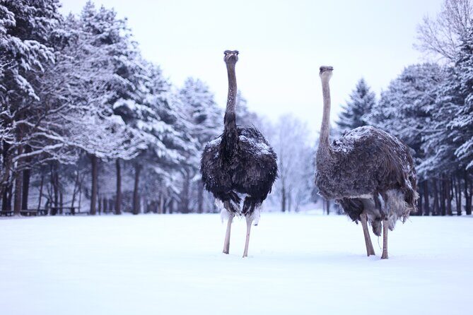 Strawberry & Nami Island & Garden Trip (+Opt Gangchon Railbike) - Who Should Consider This Tour?