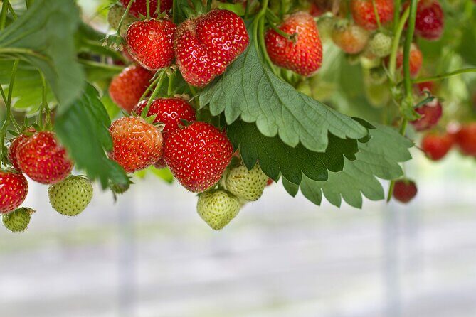 Strawberry & Nami Island & Garden Trip (+Opt Gangchon Railbike) - The Sum Up