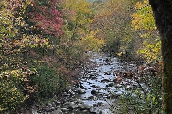 Stroll Back in Time Smokies History Streams and Forest Hike - Key Points