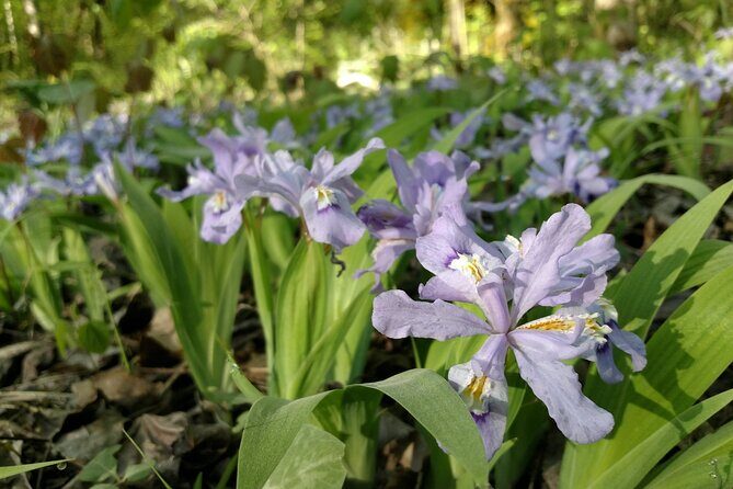 Stroll Back in Time Smokies History Streams and Forest Hike - What Makes This Tour Stand Out?