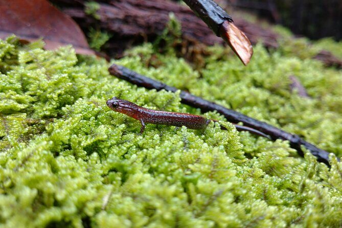 Stroll Back in Time Smokies History Streams and Forest Hike - The Sum Up