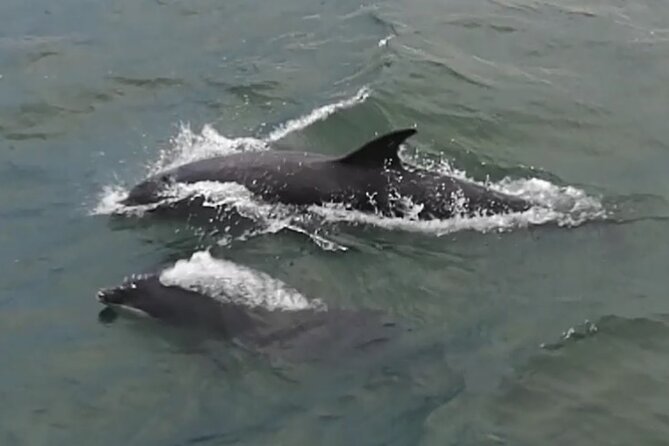 Stunning 90-Minute Firth of Forth Sightseeing Cruise Adventure - Recommended for Families