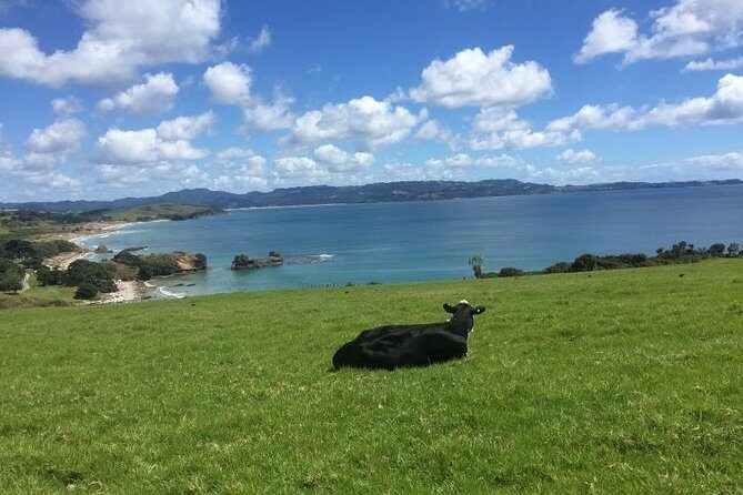 Stunning Auckland East Coast Walk & Wine Private Tour - An In-Depth Look at the Tour Experience