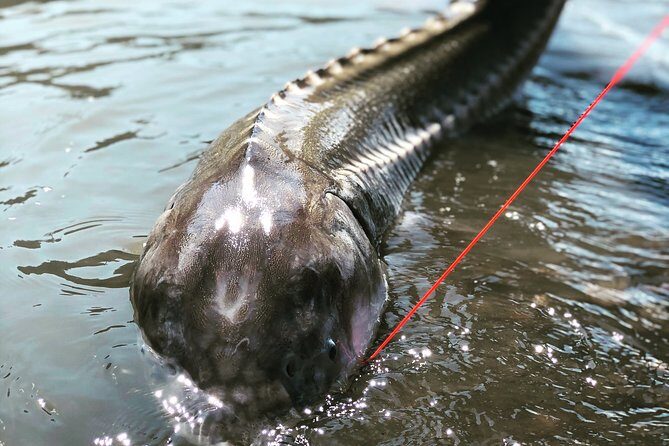 Sturgeon fishing on the Fraser river - Frequently Asked Questions