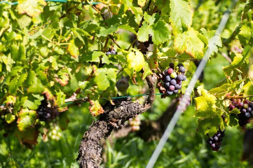 Stuttgart: Guided Vineyards Tour - Exploring Stuttgart’s Vineyards: A Guided Wine Experience