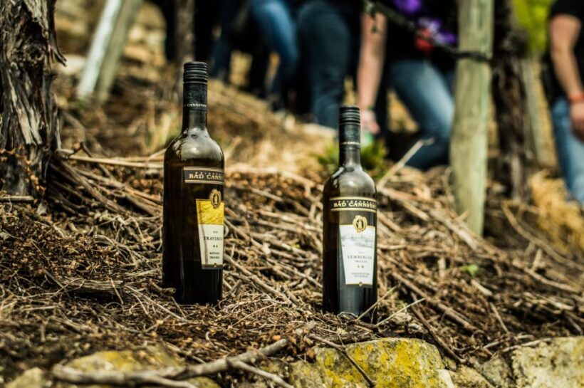 Stuttgart: Guided Vineyards Tour - Analyzing the Value