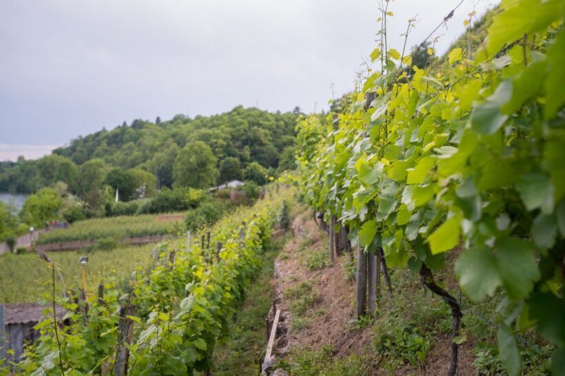 Stuttgart: Hiking Tour with Craft Beer Tasting - Group Size and Logistics