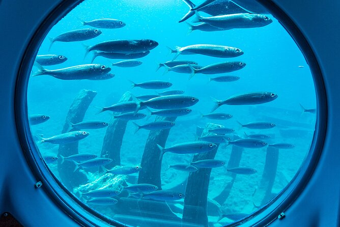 SUBMARINE ADVENTURE - SUBMARINE Excursion in Puerto De Mogán - Customer Feedback and Ratings