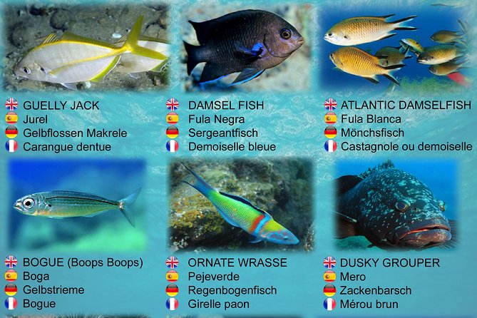 Submarine Safaris Lanzarote: A Comprehensive Review - Safety Considerations and Regulations