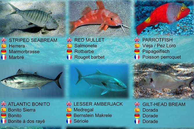 Submarine Safaris Lanzarote: A Comprehensive Review - Preparing for the Submarine Safari