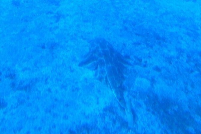 Submarine Tour Tenerife: a 1 Hour Underwater Experience - Accessibility for All Ages